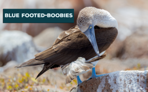 Why Are Blue-Footed Boobies’ Feet Blue? – sharksinfo.com
