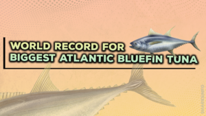 World Record For Biggest Atlantic Bluefin Tuna – sharksinfo.com