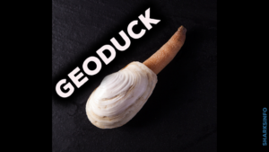Geoduck Facts & Information Guide – sharksinfo.com