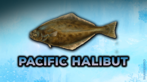 Pacific Halibut Facts & Information Guide – sharksinfo.com