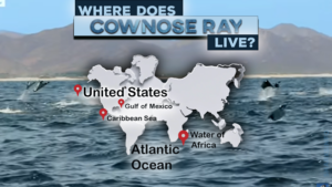Cownose Ray – Facts, Habitat, Diet, Conservation, & More – sharksinfo.com