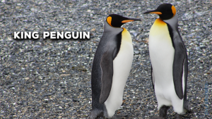 The Largest Penguins Ranked by Size – sharksinfo.com