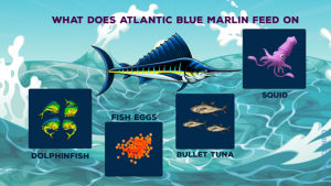 Atlantic Blue Marlin Facts: Habitat, Diet, Conservation, & More ...