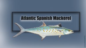 A Guide To The Different Types Of Mackerel – sharksinfo.com
