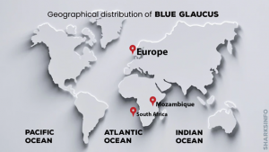 Blue Glaucus Facts & Information Guide – sharksinfo.com