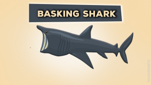Basking Shark Facts: Habitat, Diet, Conservation & More – sharksinfo.com