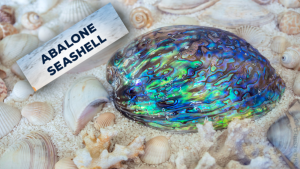 Top 10 Rarest Seashells – sharksinfo.com