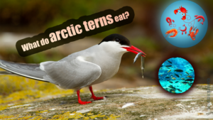 Arctic Tern Facts Habitat, Diet, Conservation, & More – sharksinfo.com