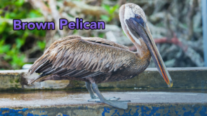 Brown Pelican Fact & Information Guide – sharksinfo.com