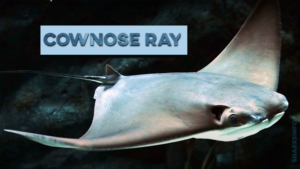 Cownose Ray – Facts, Habitat, Diet, Conservation, & More – sharksinfo.com
