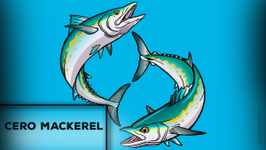 A Guide To The Different Types Of Mackerel – sharksinfo.com