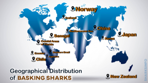 Basking Shark Facts: Habitat, Diet, Conservation & More – sharksinfo.com