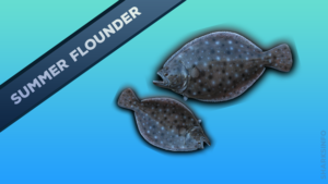 A Guide to the Different Types of Flounder – sharksinfo.com