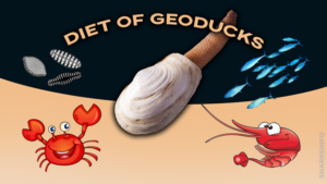 Geoduck Facts & Information Guide - sharksinfo.com