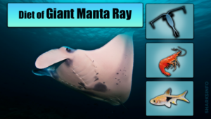 Giant Manta Ray Facts & Information Guide – sharksinfo.com