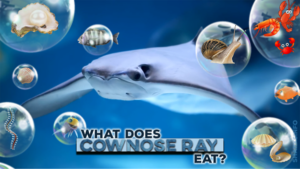 Cownose Ray – Facts, Habitat, Diet, Conservation, & More – sharksinfo.com