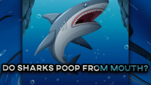 Do Sharks Poop_ A Deep Look Inside Shark Poop – sharksinfo.com