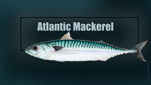 A Guide To The Different Types Of Mackerel – sharksinfo.com