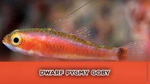 8 Smallest Fish in the World – sharksinfo.com