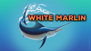 A Guide To The Different Types Of Marlin – sharksinfo.com