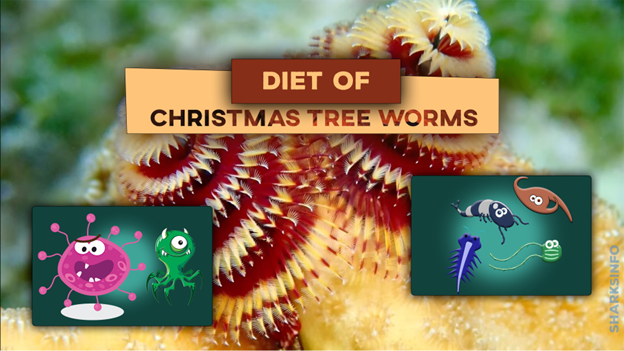 Christmas Tree Worm Facts Habitat Diet Conservation More Christmas Tree Worm Facts Habitat Diet Conservation More
