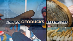 Geoduck Facts & Information Guide – sharksinfo.com