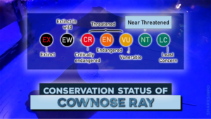 Cownose Ray – Facts, Habitat, Diet, Conservation, & More – sharksinfo.com
