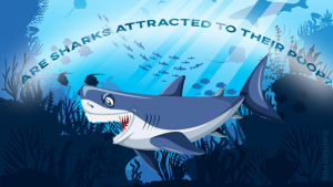 Do Sharks Poop_ A Deep Look Inside Shark Poop – sharksinfo.com