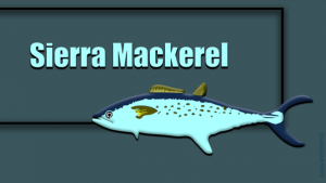A Guide To The Different Types Of Mackerel – sharksinfo.com