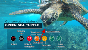 Green Sea Turtle Facts: Habitat, Diet, Conservation, & More ...