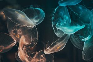 Moon Jelly – Species Facts and Information – sharksinfo.com