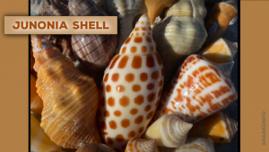 Top 10 Rarest Seashells – sharksinfo.com