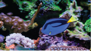 Blue Tang: Facts, Diet & Habitat Information – sharksinfo.com