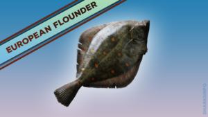 A Guide to the Different Types of Flounder – sharksinfo.com