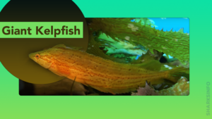 What Animals Live In Kelp Forests? – sharksinfo.com