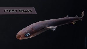 Small sharks – list of small sharks – sharksinfo.com