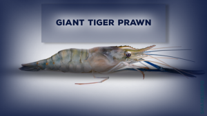 10 Biggest Shrimp And Prawns Ranked – sharksinfo.com