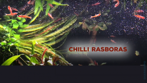 8 Smallest Fish in the World – sharksinfo.com