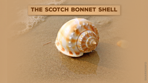 Top 10 Rarest Seashells – sharksinfo.com