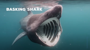 18 Strange and Weird-Looking Sharks - sharksinfo.com