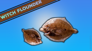 A Guide to the Different Types of Flounder – sharksinfo.com