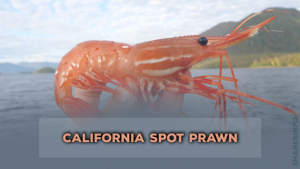 10 Biggest Shrimp And Prawns Ranked – sharksinfo.com