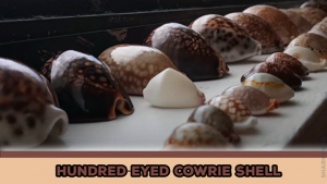 Top 10 Rarest Seashells – sharksinfo.com