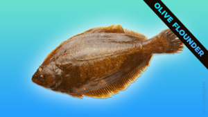 A Guide to the Different Types of Flounder – sharksinfo.com