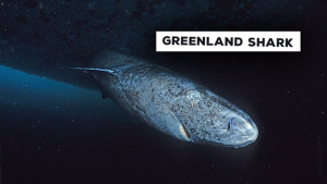 18 Strange and Weird-Looking Sharks - sharksinfo.com