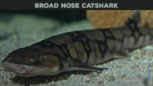 Small sharks – list of small sharks – sharksinfo.com