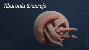 The 9 Largest Jellyfish in the World – sharksinfo.com