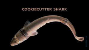 18 Strange and Weird-Looking Sharks – sharksinfo.com