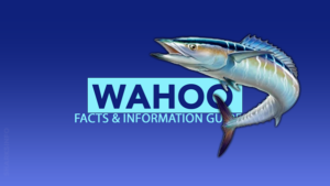 Wahoo Facts & Information Guide – sharksinfo.com