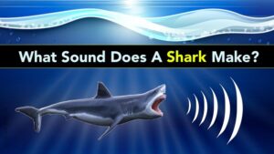 What sound does a shark make – sharksinfo.com